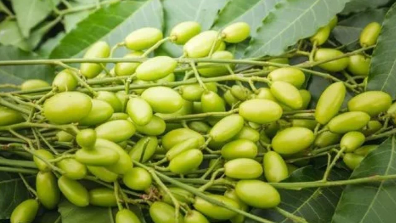 Neem Ki Nimboli: सिर्फ नीम की पत्ती ही नहीं निंबोली भी होती है लाभदायक ...