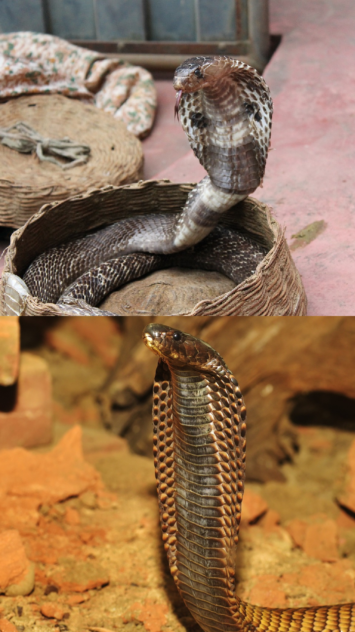 Watch: इसे घास समझने की गलती न करें, थाइलैंड में मिला दुर्लभ प्रजाति का ...