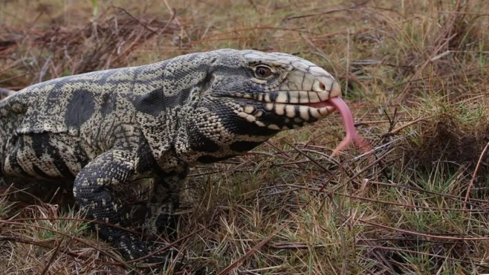 इन खतरनाक छिपकली के आतंक से अमेरिका में हड़कंप, किसी को भी नहीं बख्श ...