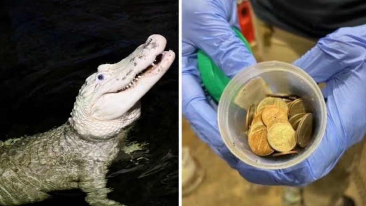Coins Found in Alligator: मगरमच्छ की नीली हुई आंखें , डॉक्टरों ने की ...