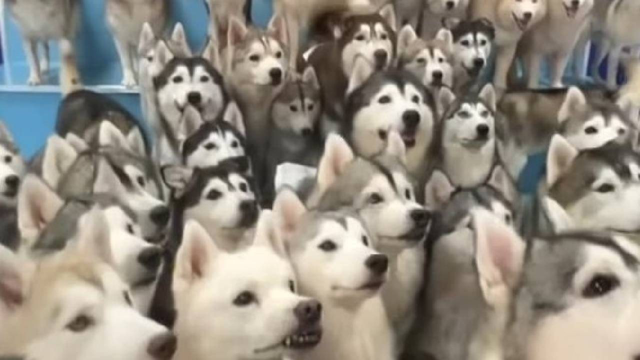 चीन के मॉल पर 100 से ज्यादा Huskies Dogs का कब्जा! स्टाफ्स घंटों करते ...