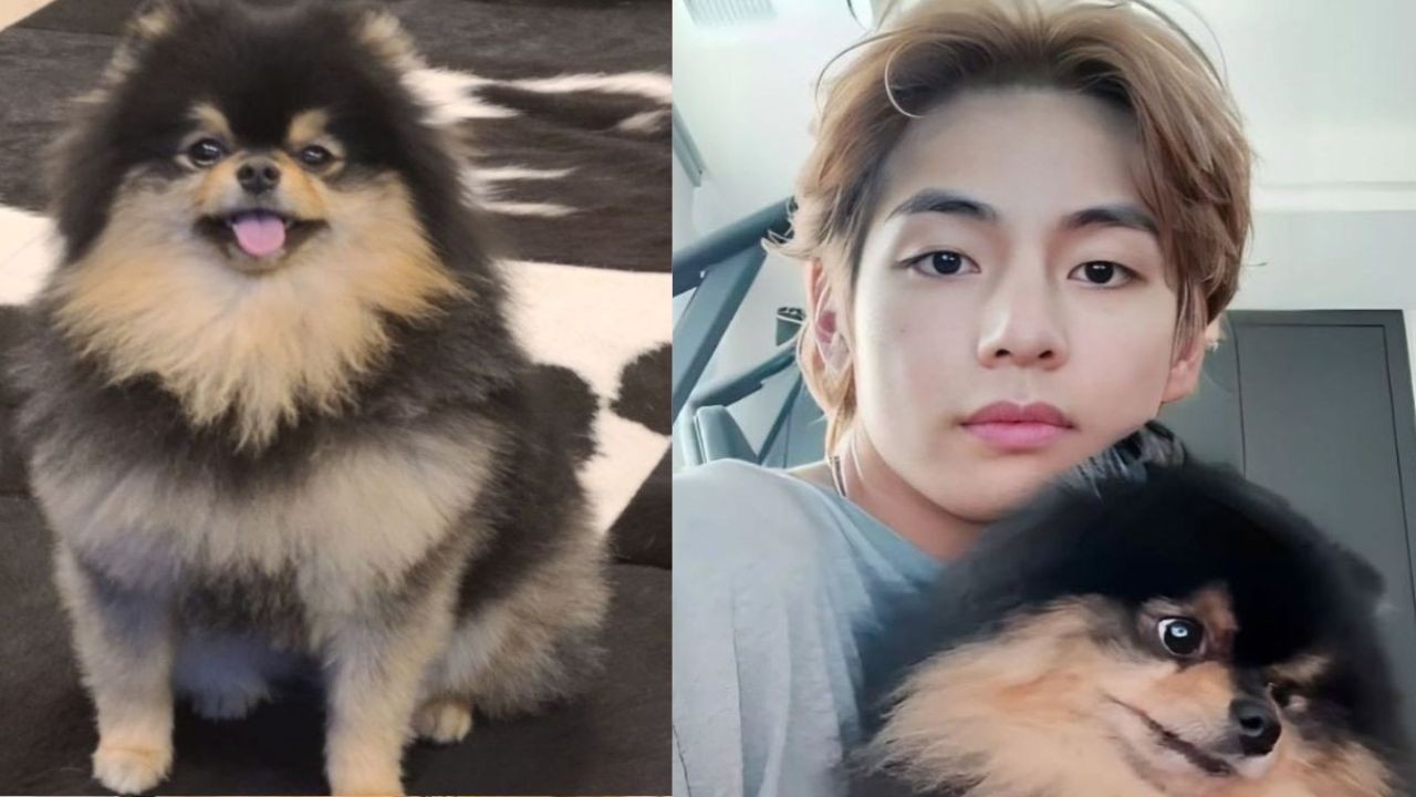 BTS वी के पालतू कुत्ते योनतन का निधन, सिंगर ने खुद दी जानकारी | bts vs ...