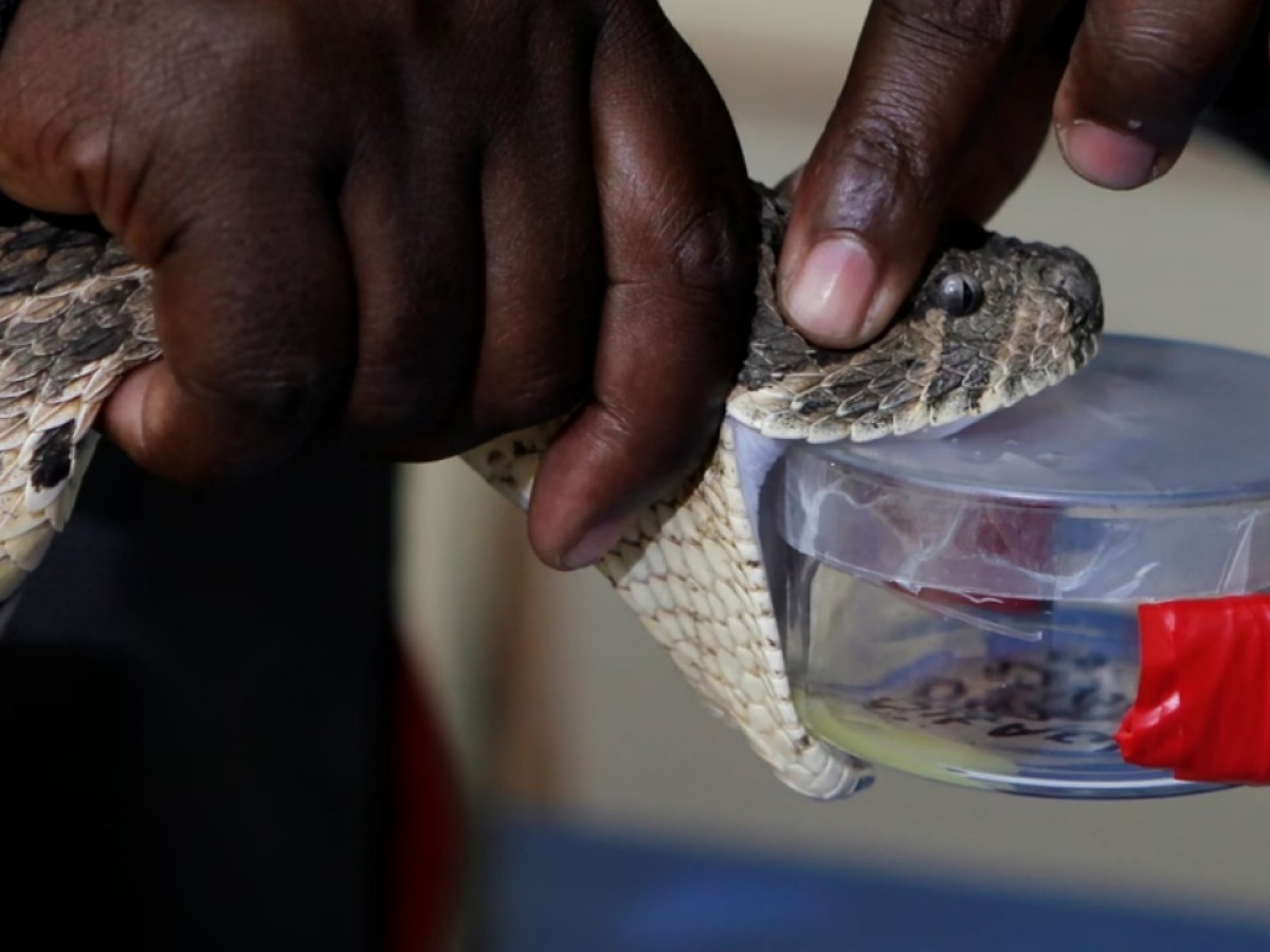 Snake Venaom: क्या है सांप के जहर का नशा? क्या यह हमेशा मौत देता है या ...